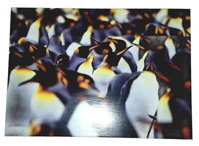 Emperor Penguins Note Card. 5x7 Inches. Colorful Nature. With Penguin ...