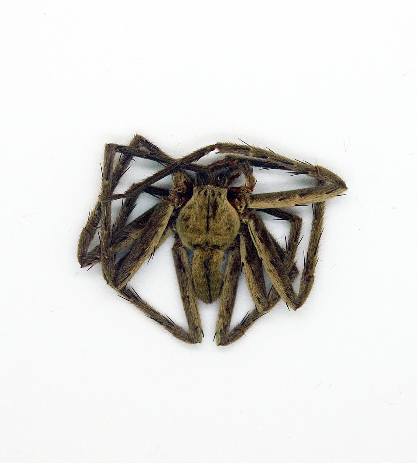 Spider - Small Spider - Arachnidae - Spider sp -Cameron Highlands ...