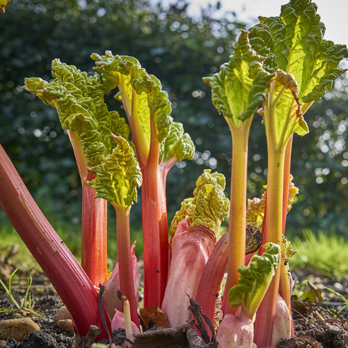 1x Rhubarb Victoria Edible Huge Deep Rooted Plants crowns Pot Fruit ...