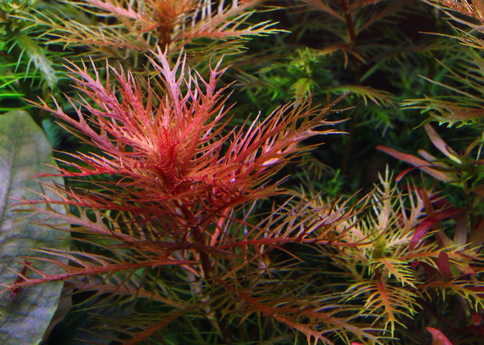 Mermaid Weed Proserpinaca Palustris- Submersed Grown - 5 Colorful Stems ...