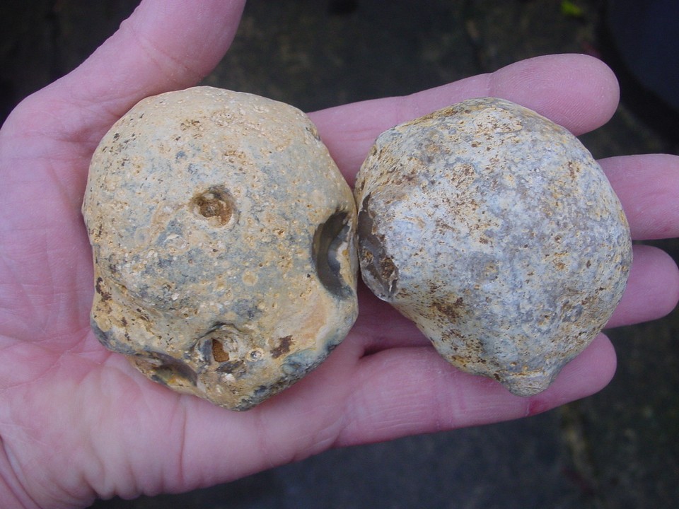 2 Cretaceous Flint SPONGE's Hampshire England | eBay UK
