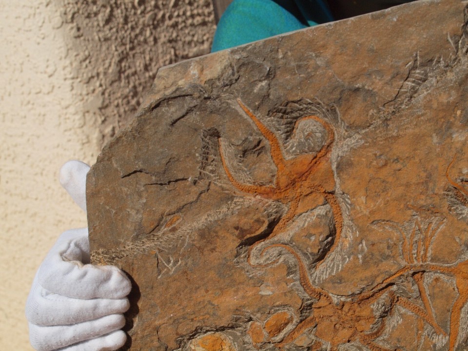 Ammonite Fossil Sea Shell Group Morocco Cambrian Period 485 Million ...