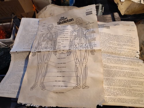Human Skeleton Vintage 1973 Lindberg Model Kit No. 1304 Science Series ...