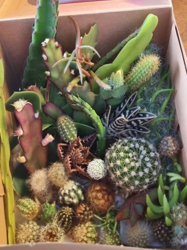 Cacti Cuttings Cactus Succulent Collectors Echinopsis Euphorbia Pack Mix Aut | eBay