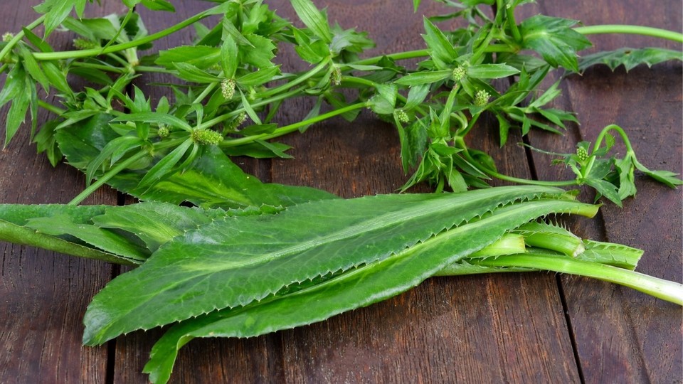 1000+ Culantro Seeds | recao | ngò gai Non-GMO Eryngium Foetidum ...