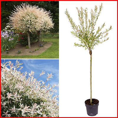 Hakuro Nishiki Willow Tree Salix 'Nishiki' | Flamingo Dwarf