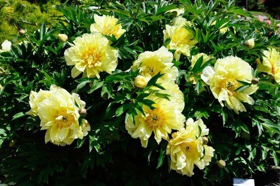 Tree Peony, Paeonia suffruticosa HIGH NOON 5 seeds | eBay