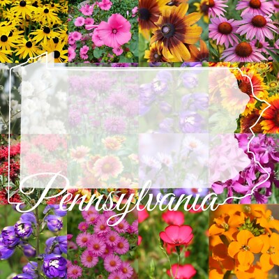 1 Pound Pennsylvania Bulk Wildflower Seed Mix (Northeast Varieties ...