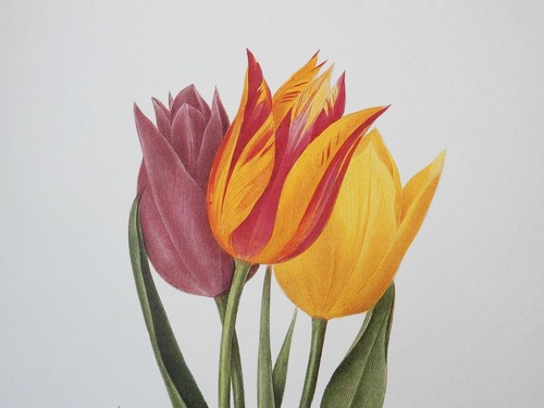 Redoute Flowers TULIPS Botanical Art Print Illustration Plate 141 | eBay
