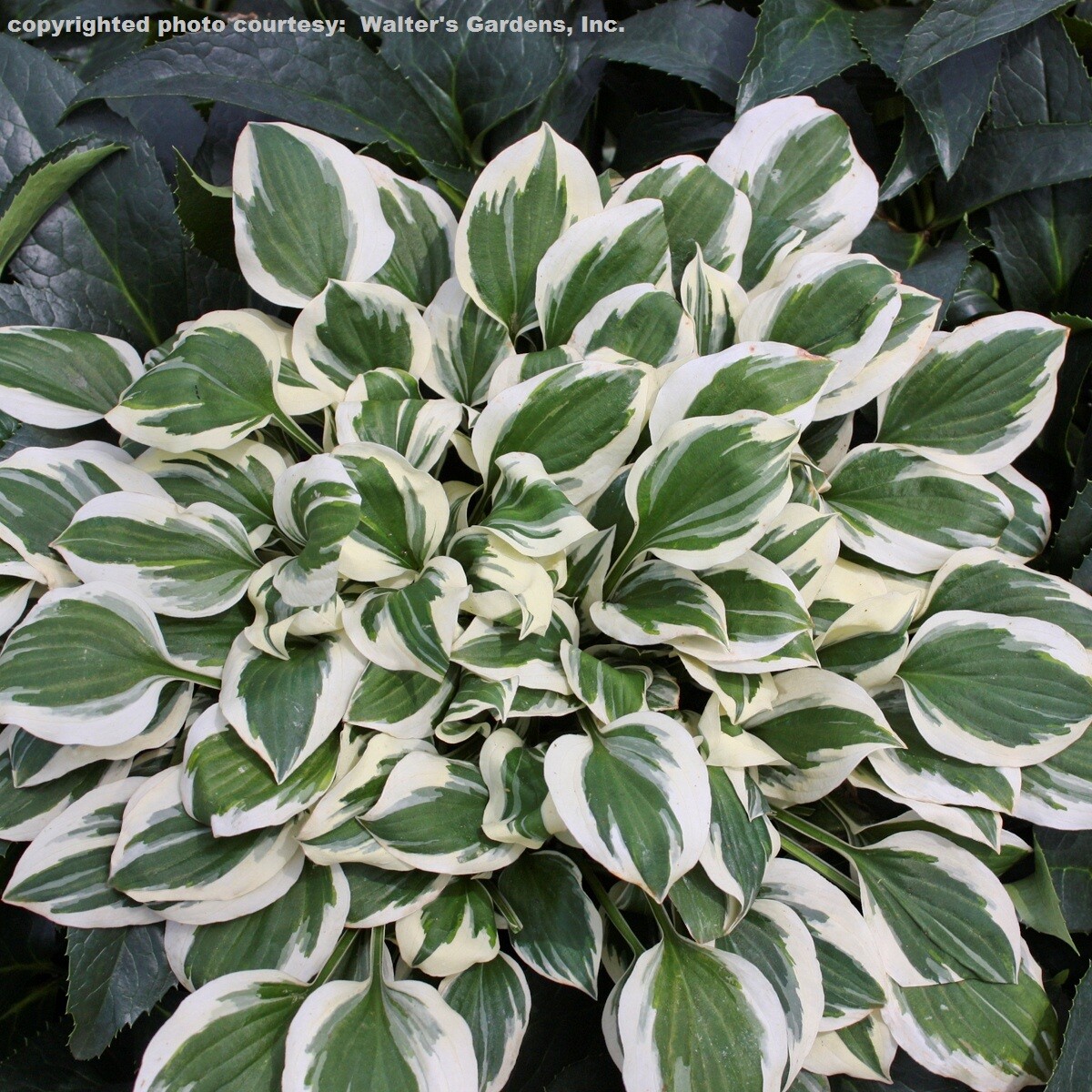hosta DIAMONDS ARE FOREVER small 5E+ disease-free 3" pot = 1 Live ...