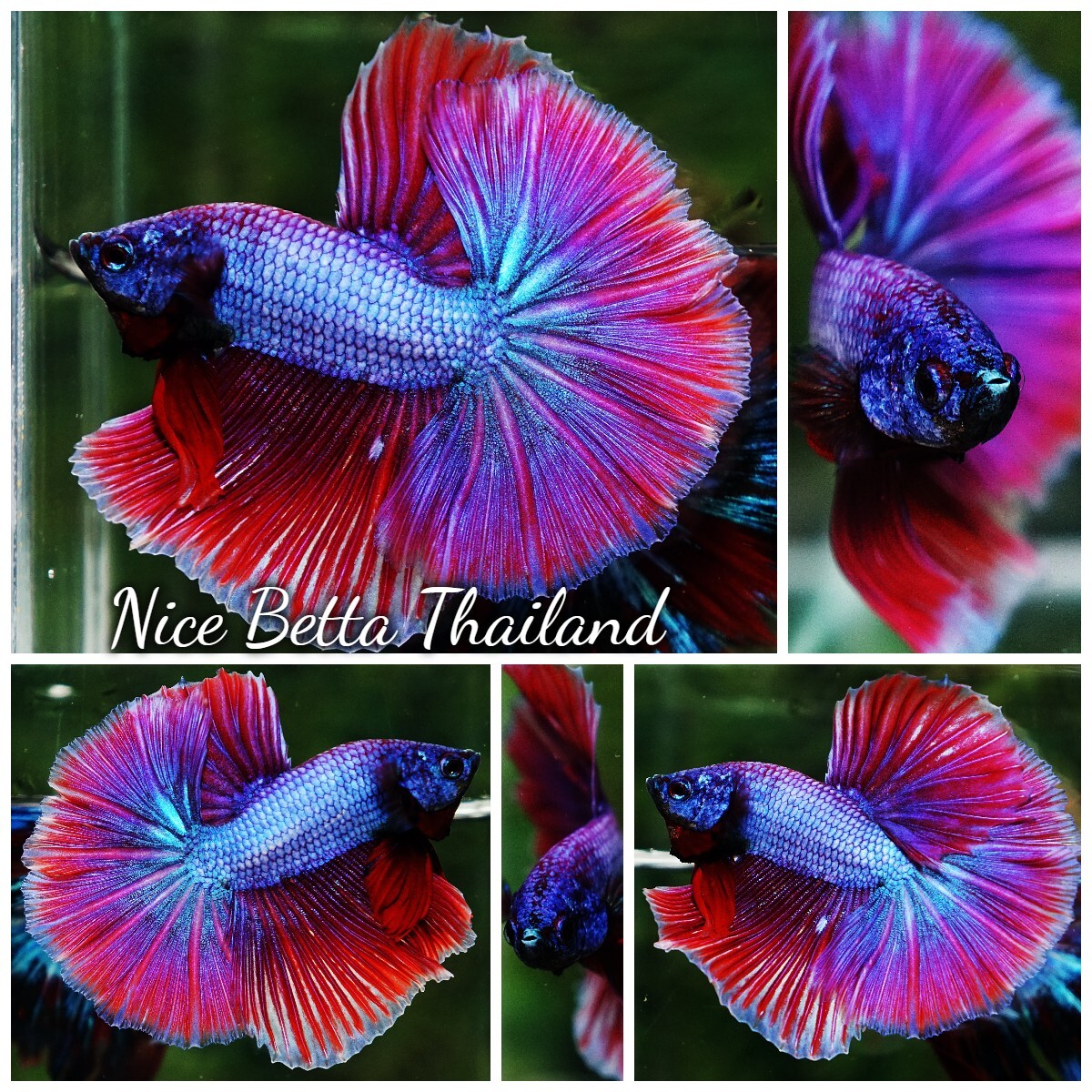Purple Betta Fish