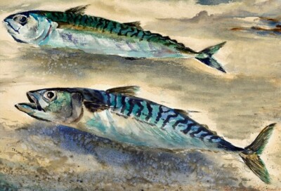 Two Tinker Mackerel, Giclee Print from Original Watercolor | eBay