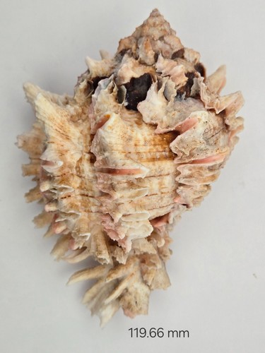 Muricidae Hexaplex Regius - 119mm- Excellent Ribbons - Large - Mature | eBay