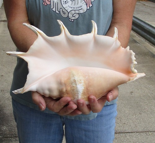 12-1/2 inch Giant Spider Conch shell, seashell #49979 | eBay