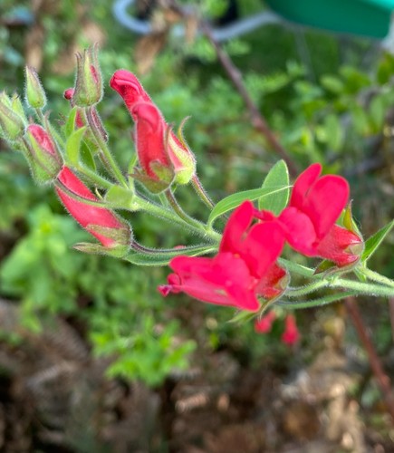 Island Snapdragon – 50 seeds – Gambelia speciosa - germination tested ...