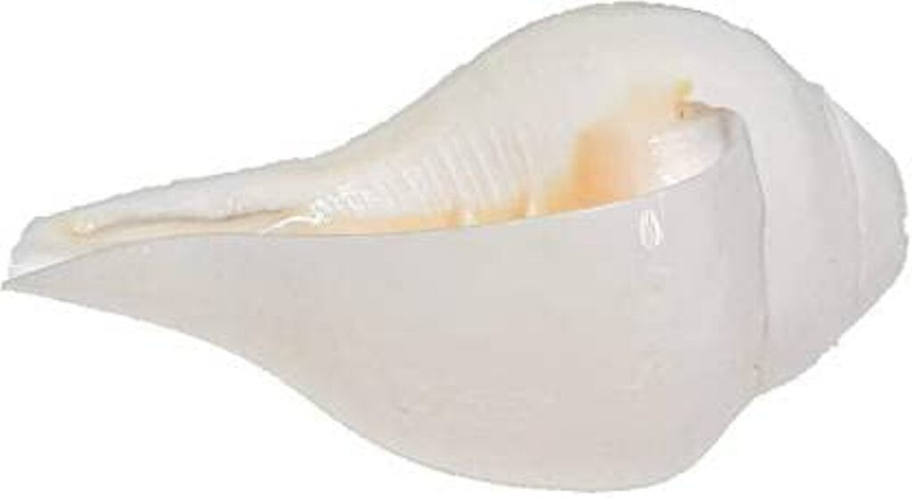 Vamavarti Shankha Original || Shank Conch Shells Size: 4.5 to 5 inches ...