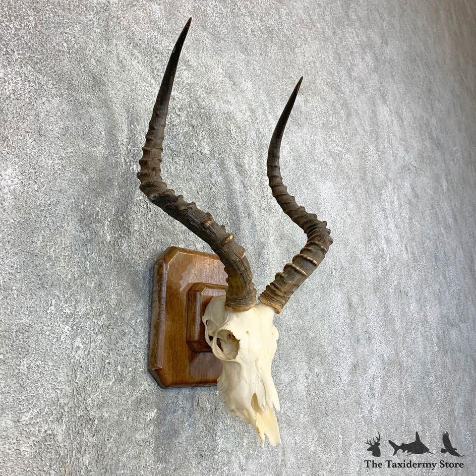 #22140 E+ | Impala Skull & Horns European Taxidermy Mount For Sale | eBay