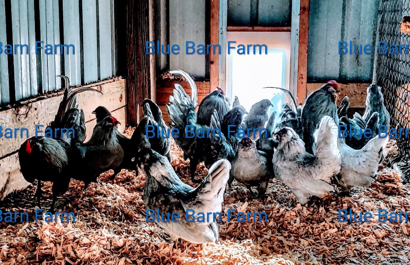 6 Self-Blue X Black Belgian d'Anver Show Quality Bantam Hatching Eggs ...