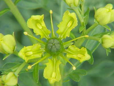 200 Ruta Graveolens Seeds - Rue Seeds - Medicinal Herb | eBay