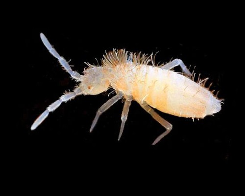 25+ Powder Orange Isopods - 200+ Pink Springtails - Free Same Day Ship ...