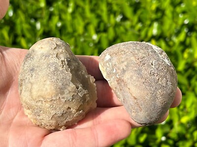 France Fossil Bivalves Pycnodonte biauriculata Late Cretaceous Age ...