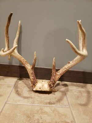 Drop Tine whitetail deer antlers 130 Inch 10 point buck! | eBay
