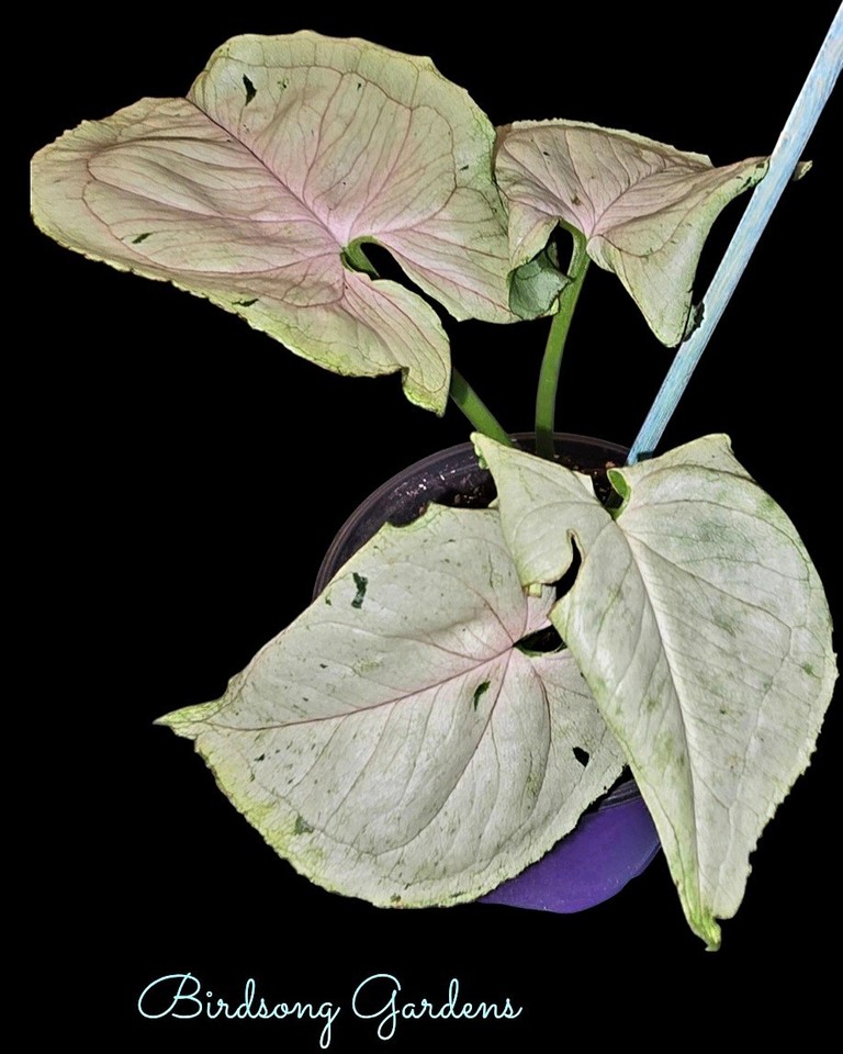 Syngonium Green Splash/Grey Ghost 👻 Rooted Plant 4" Pot | eBay