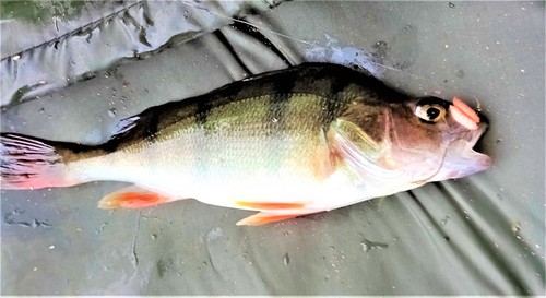 Westlake Float Max Rod (10Ft) for sale online | eBay