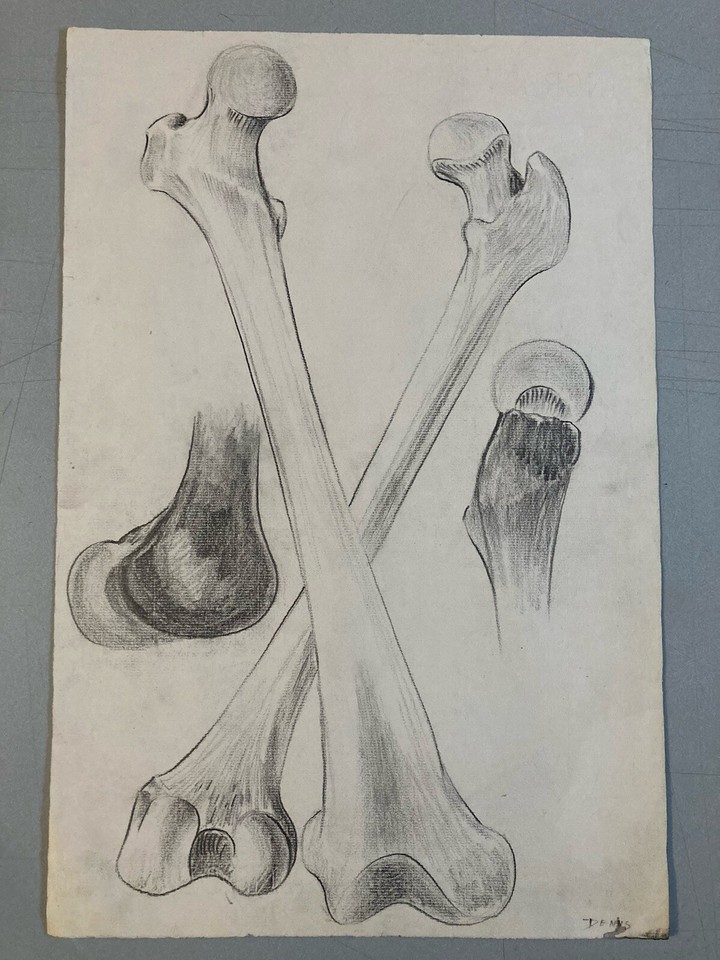 Beautiful Drawing OS Fémur Anatomy Leg Pencil 1950 Curiosity Parts Art ...