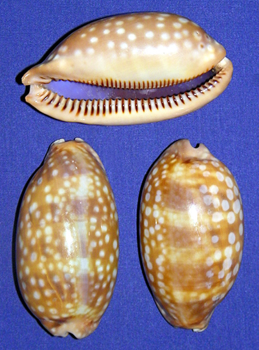 Cypraea Zebra Measled Cowry Shell 2"/52mm. Specimen Collector Seashell ...