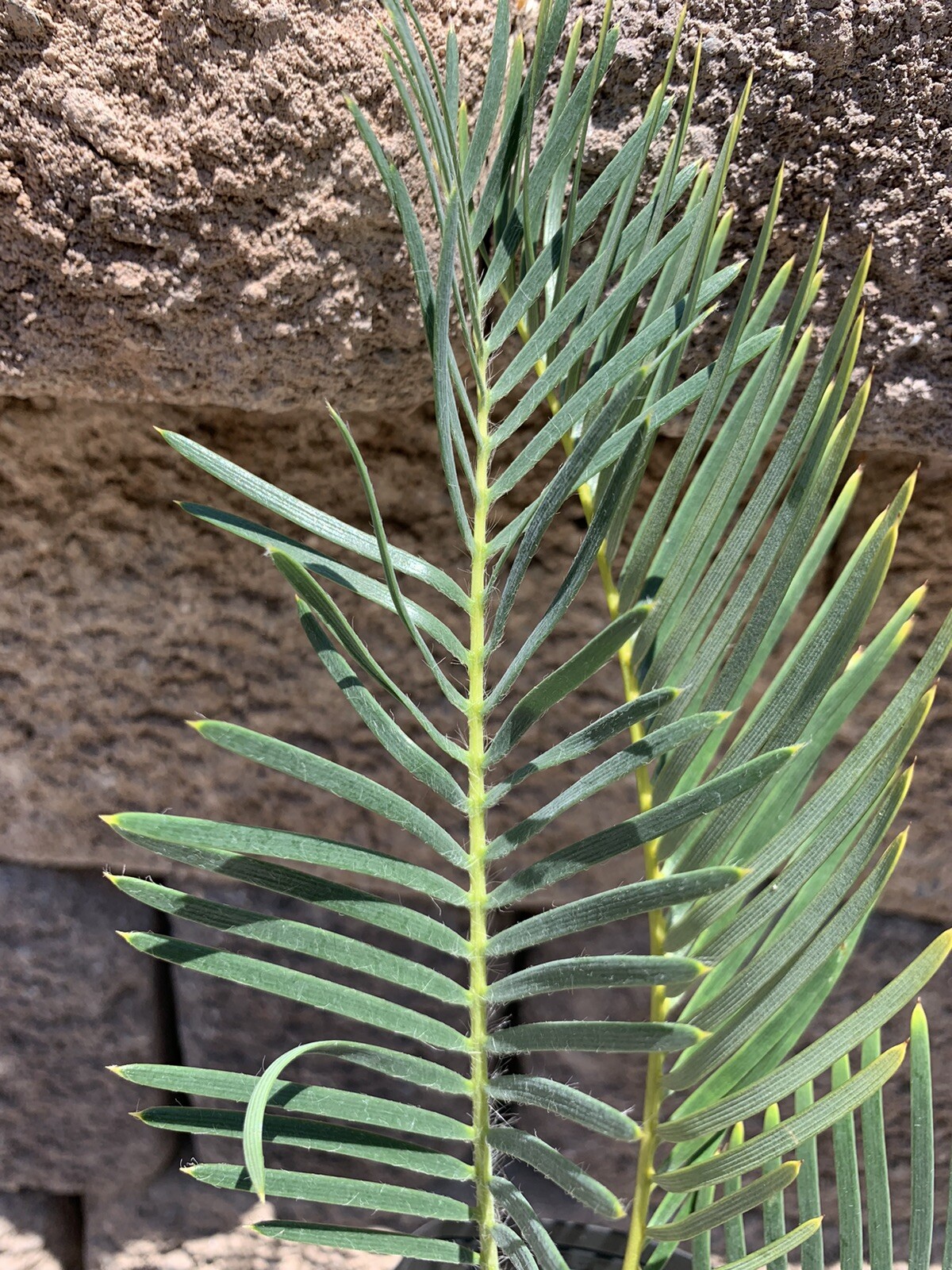 Encephalartos Friderici Guilielmi WHITE HAIRED CYCAD Ice Blue Cycads ...