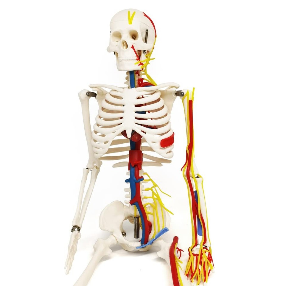33" Human Skeleton Model with Nerves, Veins and Arteries, Removable ...