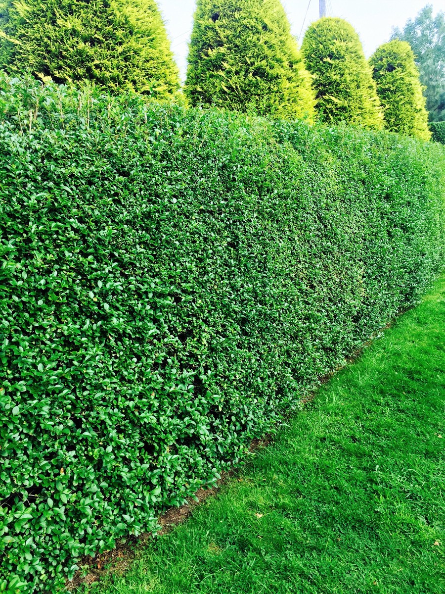 Fast Growing Evergreen Hedges 22 Best Privacy Shrubs That Grow Fast