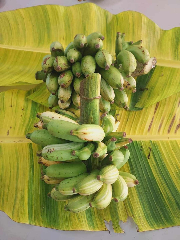 Musa acuminata 'papua' yellow variegata * rare * variegated banana * 10 ...