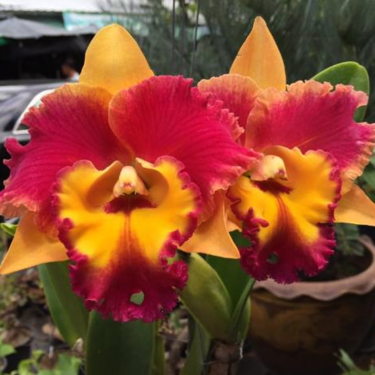 Blc Rhugnapha 'Fancy', orchid plant, SHIPPED IN POT | eBay