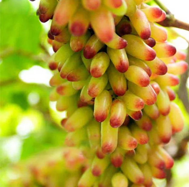 50Pcs Finger Grape GerminatingSeeds Berry 4 Kinds Garden Tasty ...