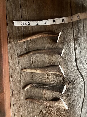 5 Elk Antler Tines ~ Tips ~ Points | eBay