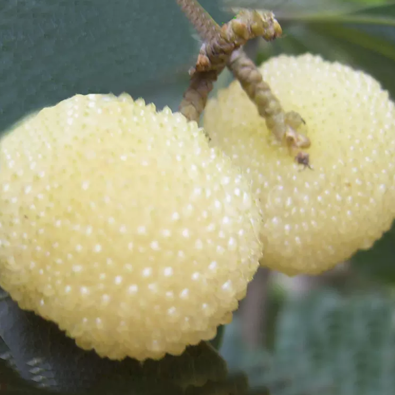 YANGMEI white Myrica Rubra Chinese Bayberry Fruit Tree ULTRA RARE- 10 ...