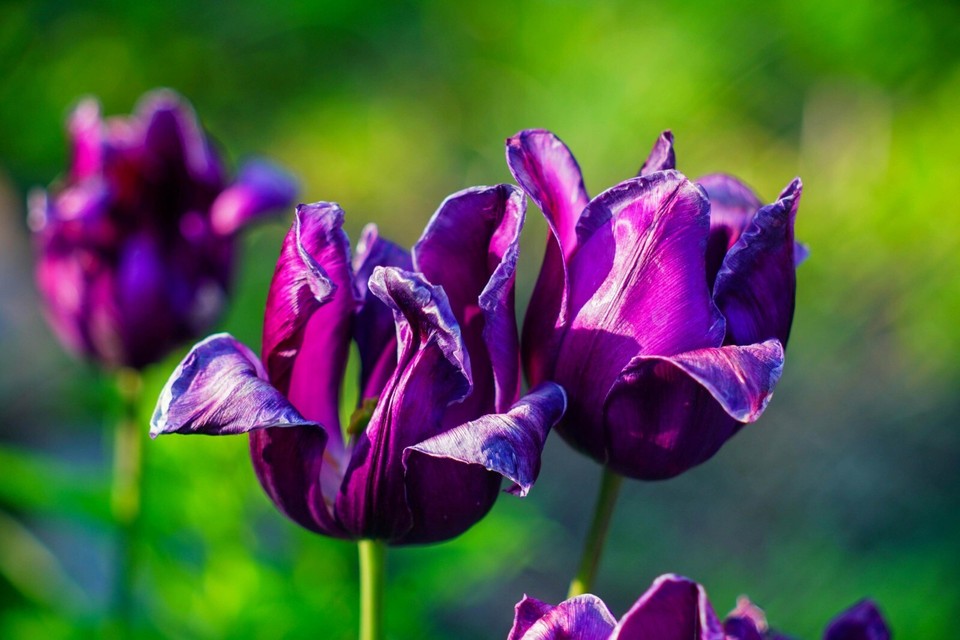 X-Ray Rodenstock TV-Heligon 75mm f1.1 Portrait Prime Lens Sony E NEX ...