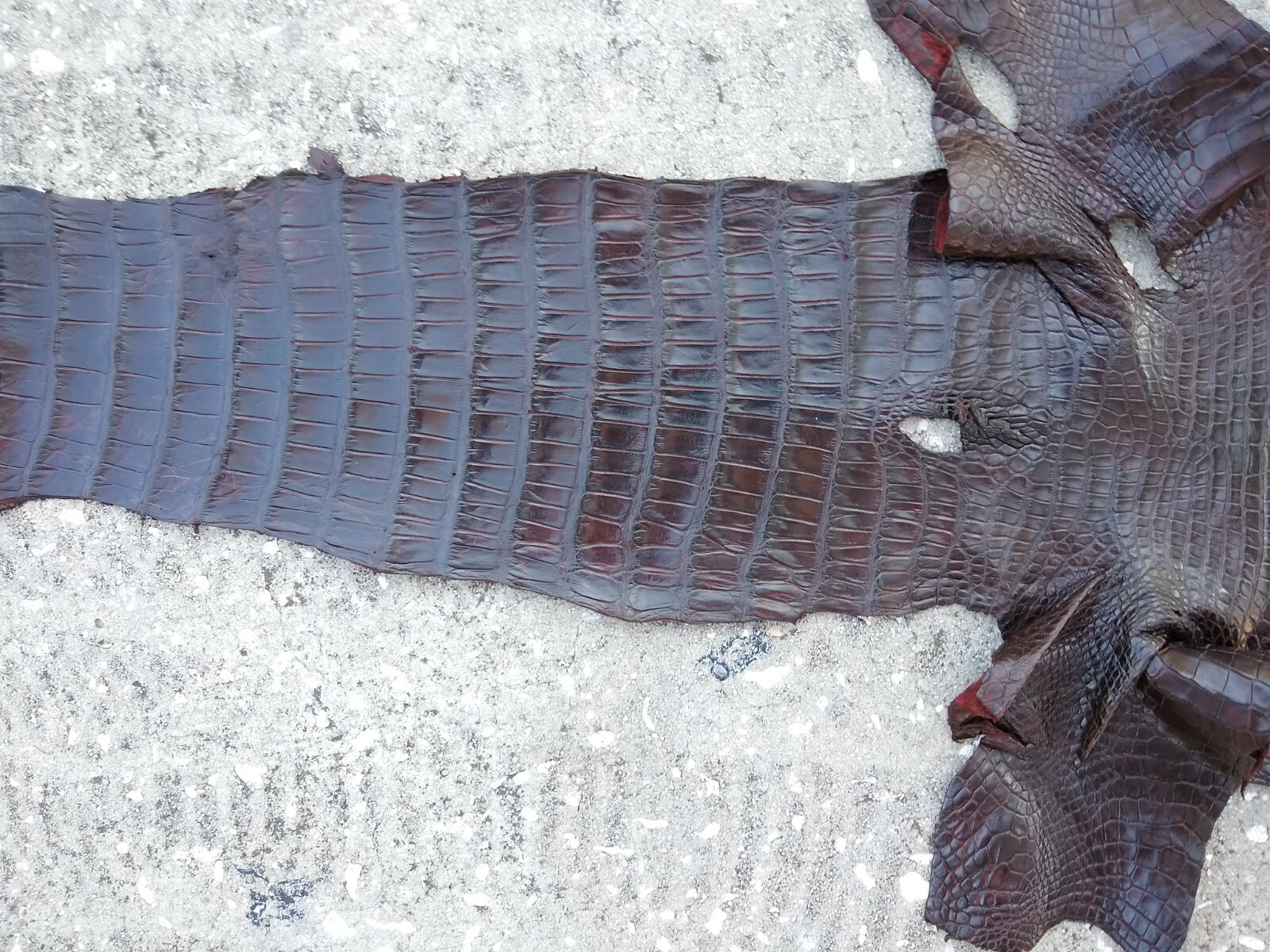 Wild American Alligator leather Swamp Skin Gator Hide Mount Rug Vest ...