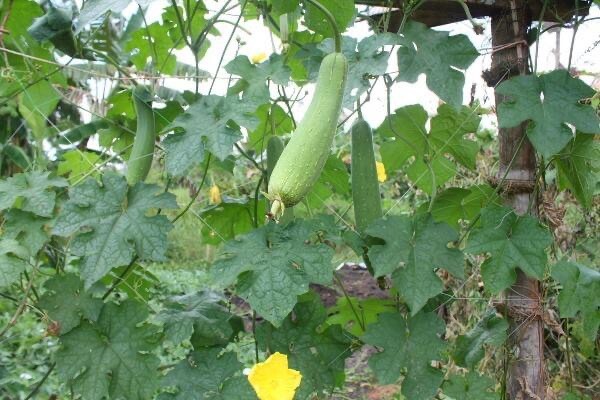 Asian/Bangladeshi Hybrid Sponge Gourd/luffa/ Dundul Vegetable - 8 Seeds ...