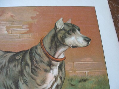 c. 1890 Art Print - RUSSIAN BOARHOUND Boar Hound GREAT DANE? not BORZOI ...