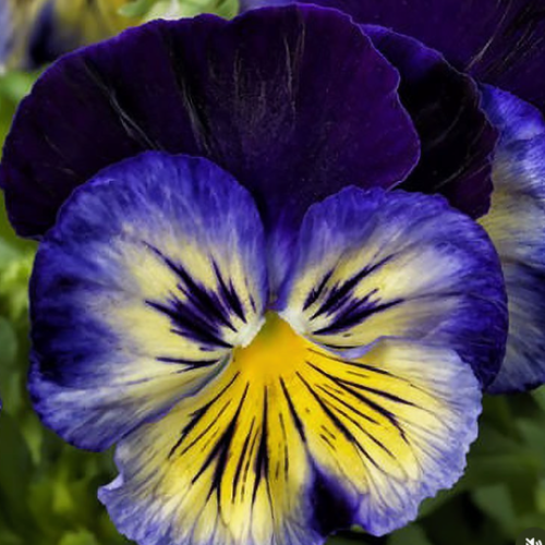 150+ Pansy Seeds (Viola) - Fragrant, Flower Seeds, Annual Seeds, Garden ...