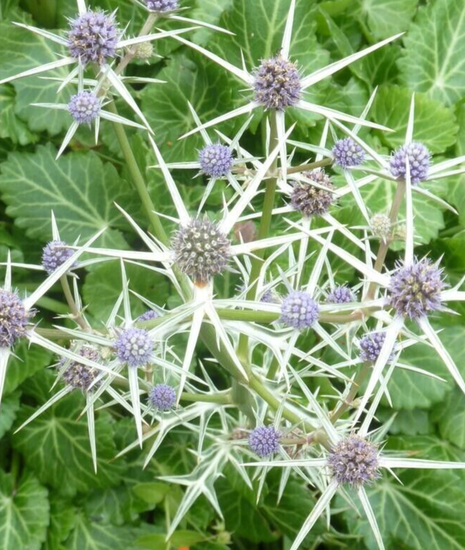 Eryngium variifolium, Moroccan sea holly, variegated foliage, perennial ...