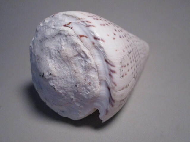 Conus leopardus (Röding, 1798) "HAWAIIAN ISLANDS; LEOPARD CONE" (115 ...