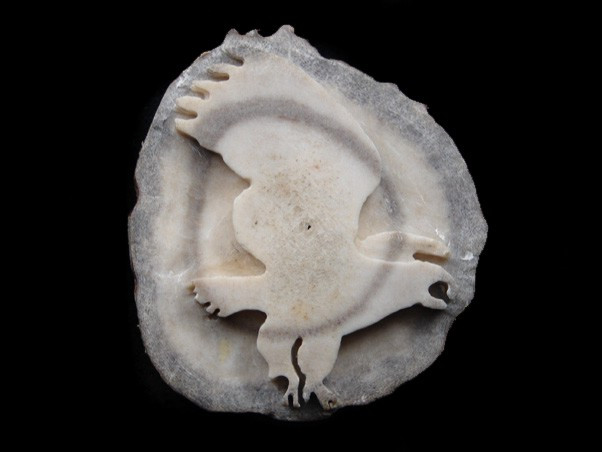 SB01116 VINTAGE 1970s **BALD AMERICAN EAGLE** PETRIFI… - Gem