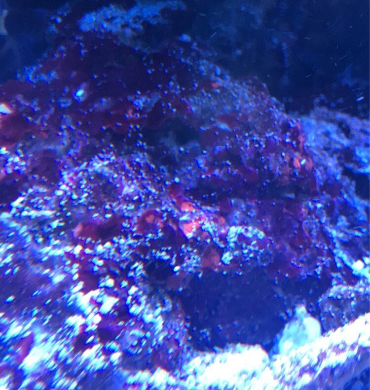 Red Coraline Frag/Marine Bacteria/ Live Coral Rock/Marine Algae Plants ...