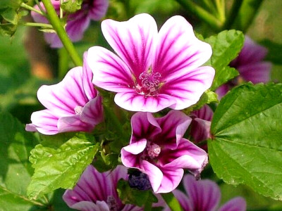 ZEBRA MALLOW 100 SEEDS, WHITE, ZEBRA STRIPED FLOWERS, HARDY, MALVA ...