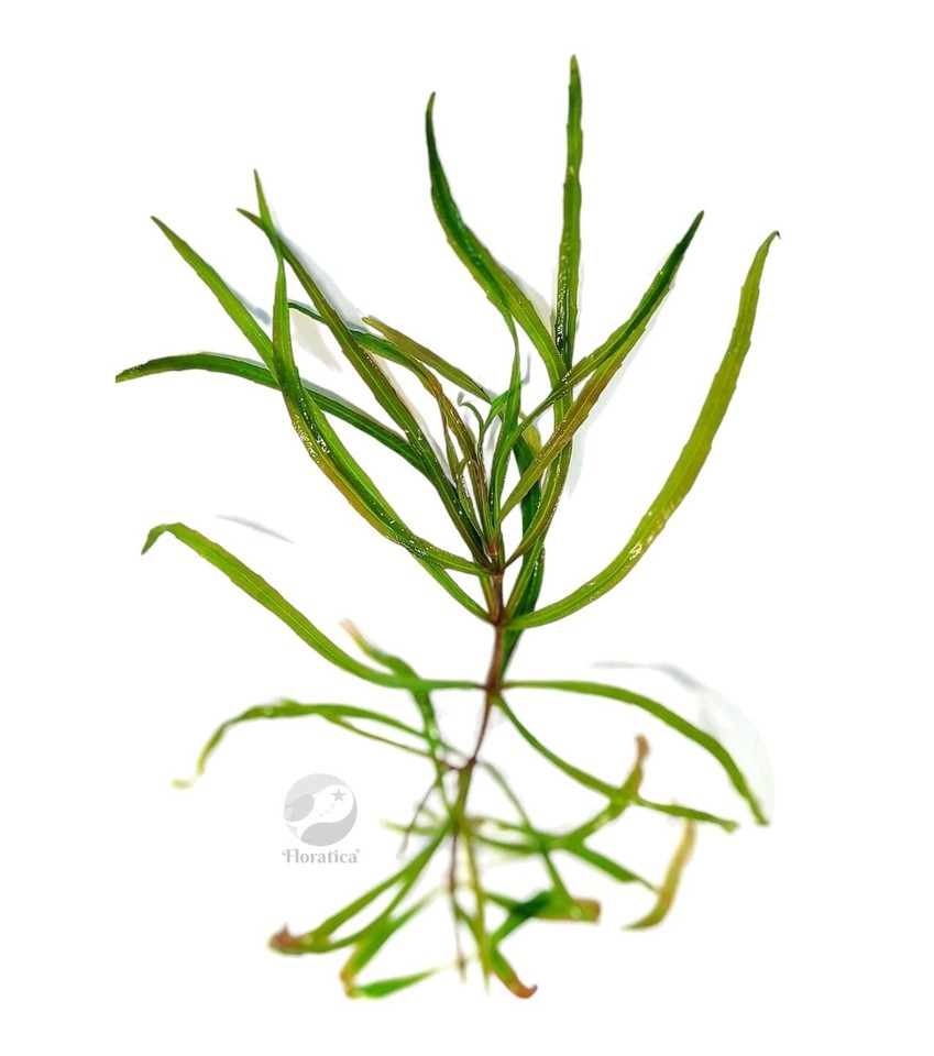 Floratica ¦ Pogostemon Q. 'Octopus' (5x) Live Aquarium Plants Tropical ...