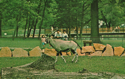 Postcard Animals Gemsbok Antelope Topeka Zoological Park KS Hoofed ...